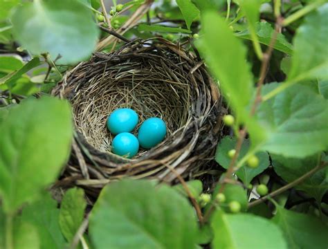 American Robin Eggs Size