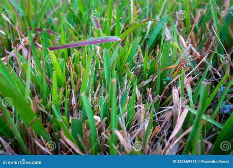 Close Up Shot Of St Augustine Grass It Is A Dark Green Grass With