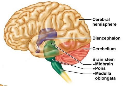Cerebellum And Brainstem Diagram Quizlet