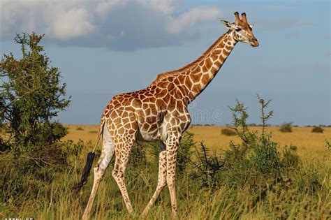 A Majestic Giraffe Gracefully Walked Through The African Savannah Its