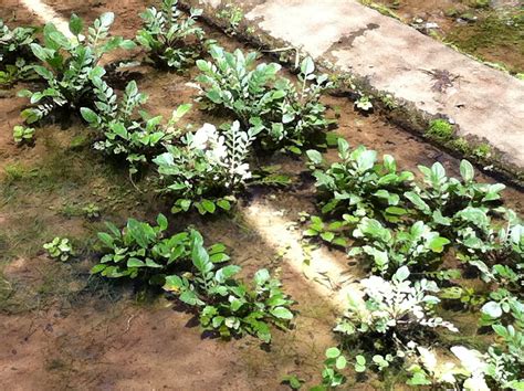 Aquatic Farmer Rorippa Aquatica