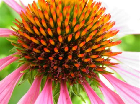 Echinacea Herbal Roots Zine