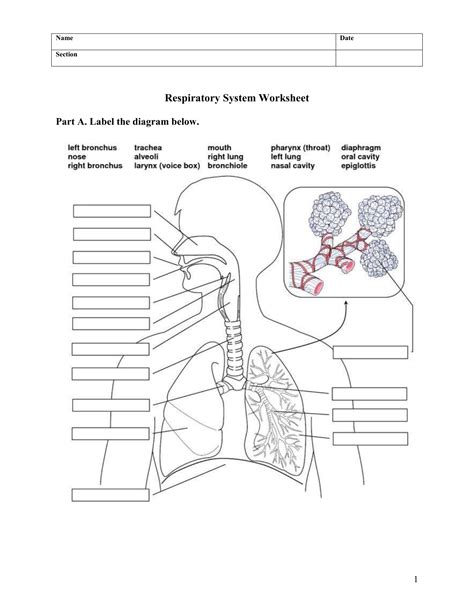 39 Respiratory System Diagram Worksheet
