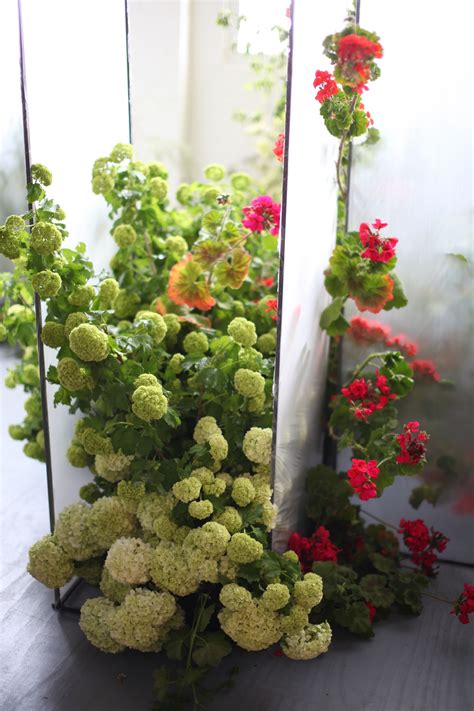 Melanie Stapleton Cecilia Fox Nz Sustainable Floristry Network