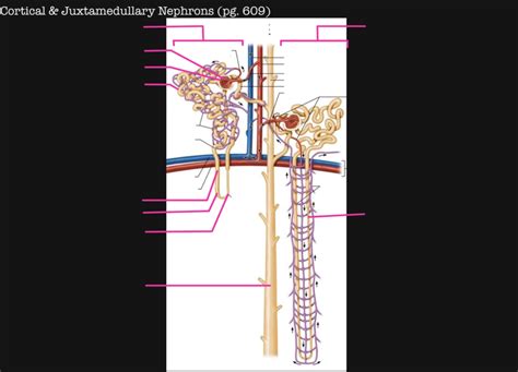 Cortical And Juxtamedullary Nephrons Diagram Quizlet