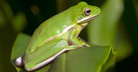 Green Tree Frog Tadpoles