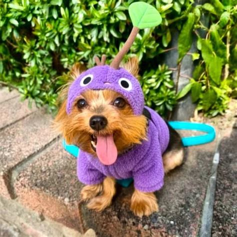 Shadow🐶 Shadow 0609 On Threads