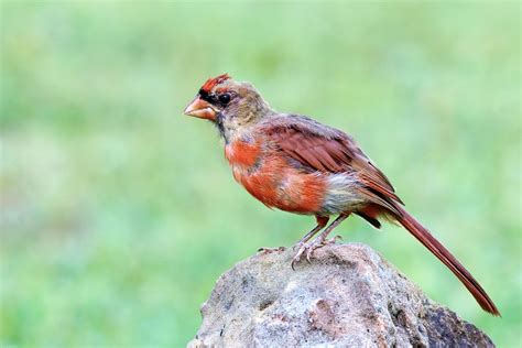 Young Northern Cardinal Molting A Glimpse At A Male In Transition