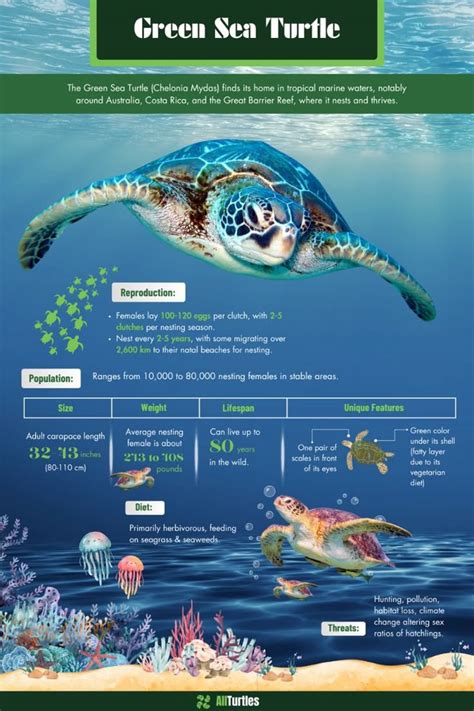Green Sea Turtle Life Cycle Green Sea Turtle Hatchlings Green Sea
