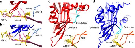 Interaction Of Rf1 With The Ribosomal Decoding Center A B Structures Download Scientific