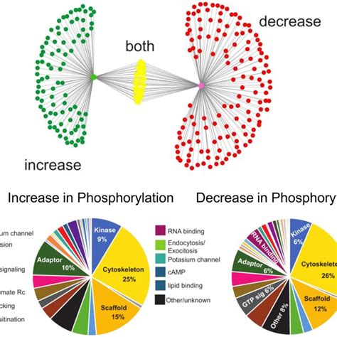 Functional Classification Of Psd Proteins With Phosphorylation Sites