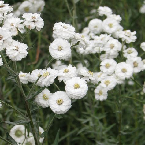 Achillea Ptarmica Marshmallow