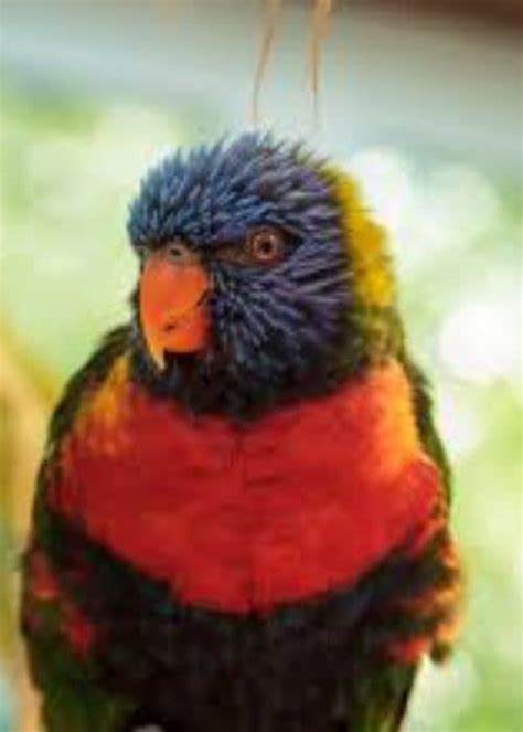 King Lori Parrot How Birds