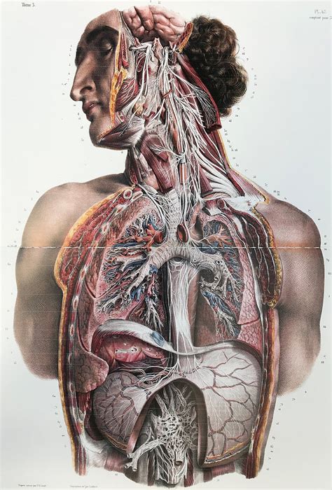 The Anatomy Of Polyvagal Structures