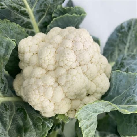 Mini Cauliflower Gardyn