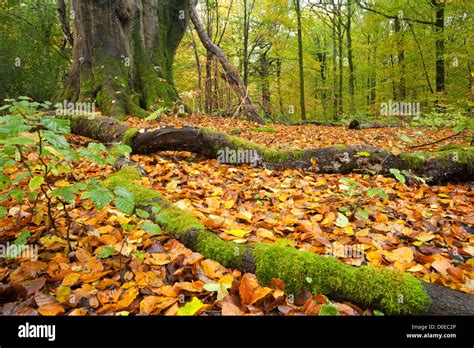 Decaying Wood And Fallen Autumn Leaves On The Forest Floor At Savernake Forest Near Marlborough