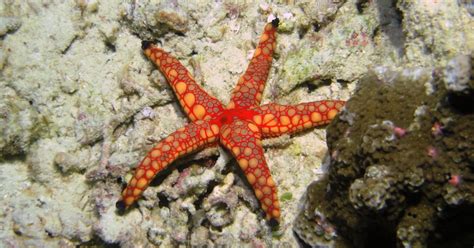 Seastar