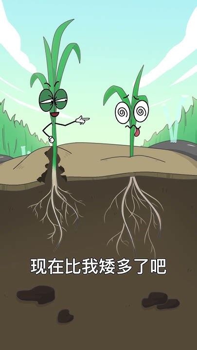 小麦成精啦！你知道小麦出苗后枯死咋回事吗？我又涨知识了科技 科普 农业 三农 搞笑 趣味 趣农百科 百科 农业知识 生活常识 百科全书 动画 原创动画 Youtube