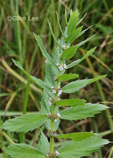 Lycopus Asper Photos Saskatchewan Wildflowers