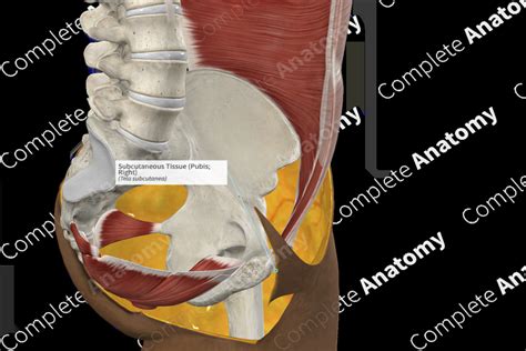 Subcutaneous Tissue Pubis Right Complete Anatomy