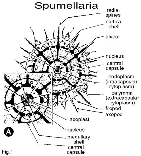 Radiolarian Slide Labeled Radiolaria Radscenozoic Actinomma