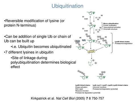 Ppt Post Translational Modifications Crosstalk Powerpoint