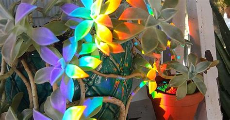 Prism Hitting Ghost Plant Album On Imgur