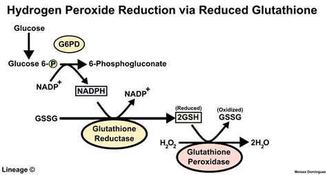 Hmp Shunt Biochemistry Medbullets Step 1