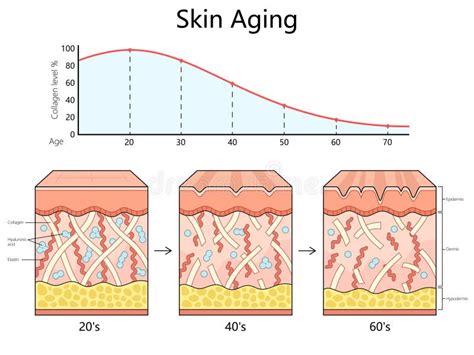 Skin Aging Process Collagen Decline Diagram Stock Vector Illustration Of Skin Vector 317494629