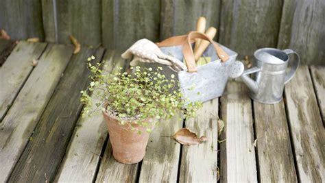Winterizing Potted Trees And Shrubs