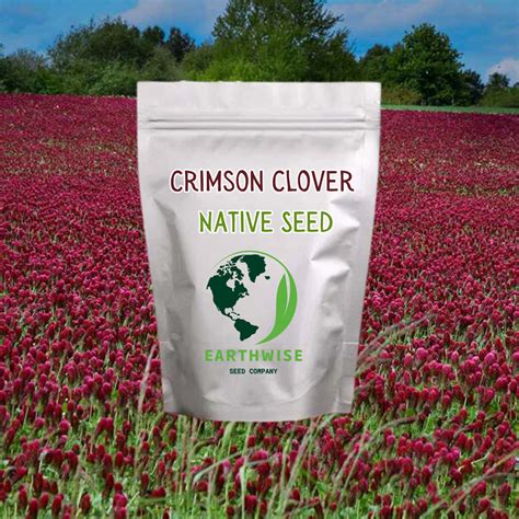 Crimson Clover Seed Trifolium Incarnatum Earthwise Seed