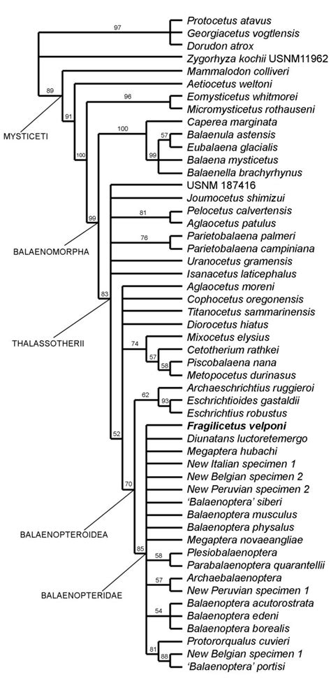 Bootstrap 50 Majority Rule Strict Consensus Tree Numbers Above The