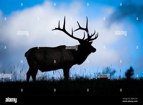 Bull Elk Bugling Silhouette