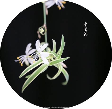 【吊兰花摄影图片】生态摄影太平洋电脑网摄影部落