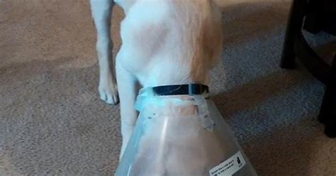 Samwise Using His Cone Of Shame To Keep His Food To Himself Imgur