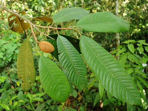 Myristicaceae Rbr Plants Of The World Online Kew Science