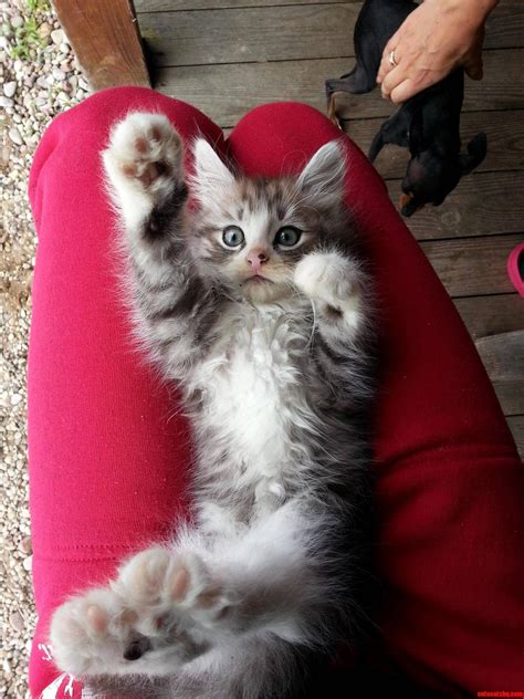 High Five Cute Cats Hq Pictures Of Cute Cats And Kittens Free Pictures Of Funny Cats And