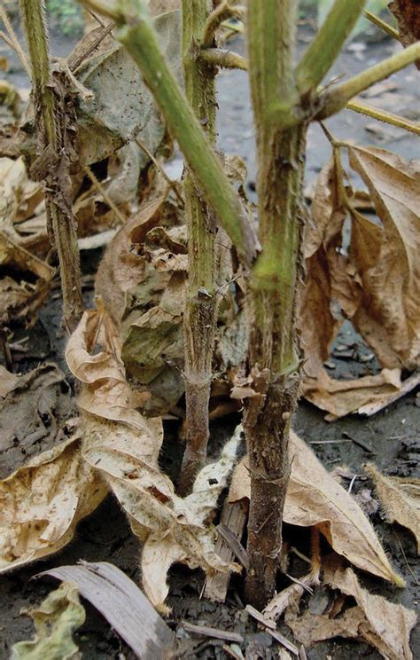 Root Rot Races Revealed Manitoba Co Operator