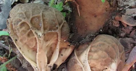 Helvella Acetabulum Vinegar Cup Humboldt Life Lost Coast Outpost