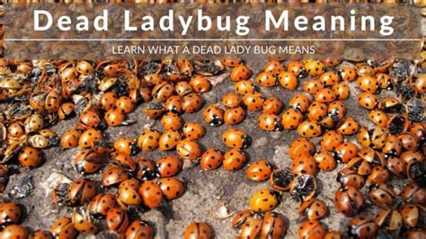 Dead Ladybug Meaning Unveiling The Symbolism And Omens