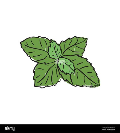 Fresh Mint Leaf Vector Illustration Green Mint Stock Vector Image
