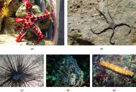 Echinoderms And Chordates · Concepts Of Biology