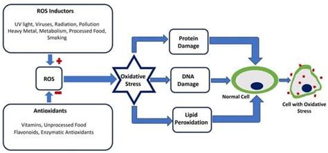 Dr Ravinder Kumar On Linkedin Modulatory Impact Of Oxidative Stress