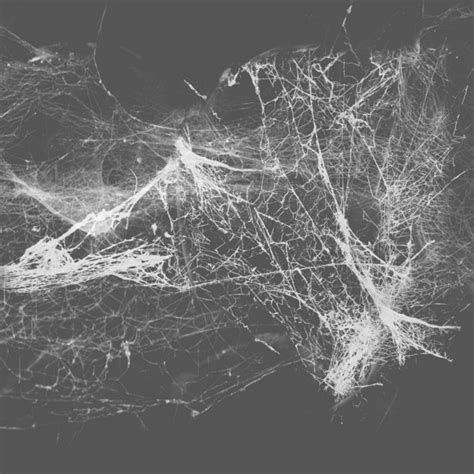 Horror Shabby Spider Web Effect Png Images Psd Free Download