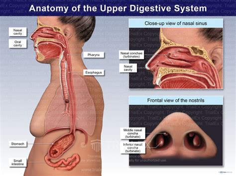 Female Anatomy Of The Upper Digestive System