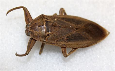 Hemiptera Heteroptera Aquatic Families Unbc Biol 322 Entomology