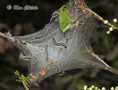 Eastern Tent Caterpillar Moth Malacosoma Americanum Fabricius 1793