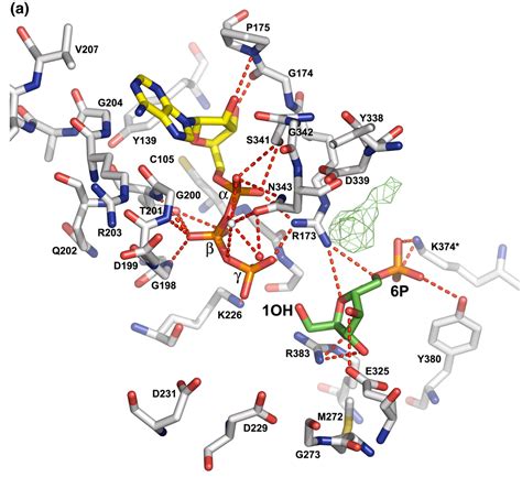 Figure 3 From The Crystal Structure Of Atp Bound Phosphofructokinase
