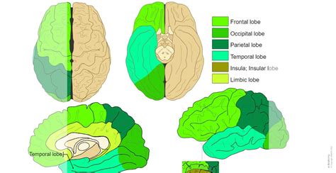 Neuroanatomy Insular Cortex Diagrams Image