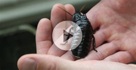 Why Do Hissing Cockroaches Hiss Morgridge Institute For Research